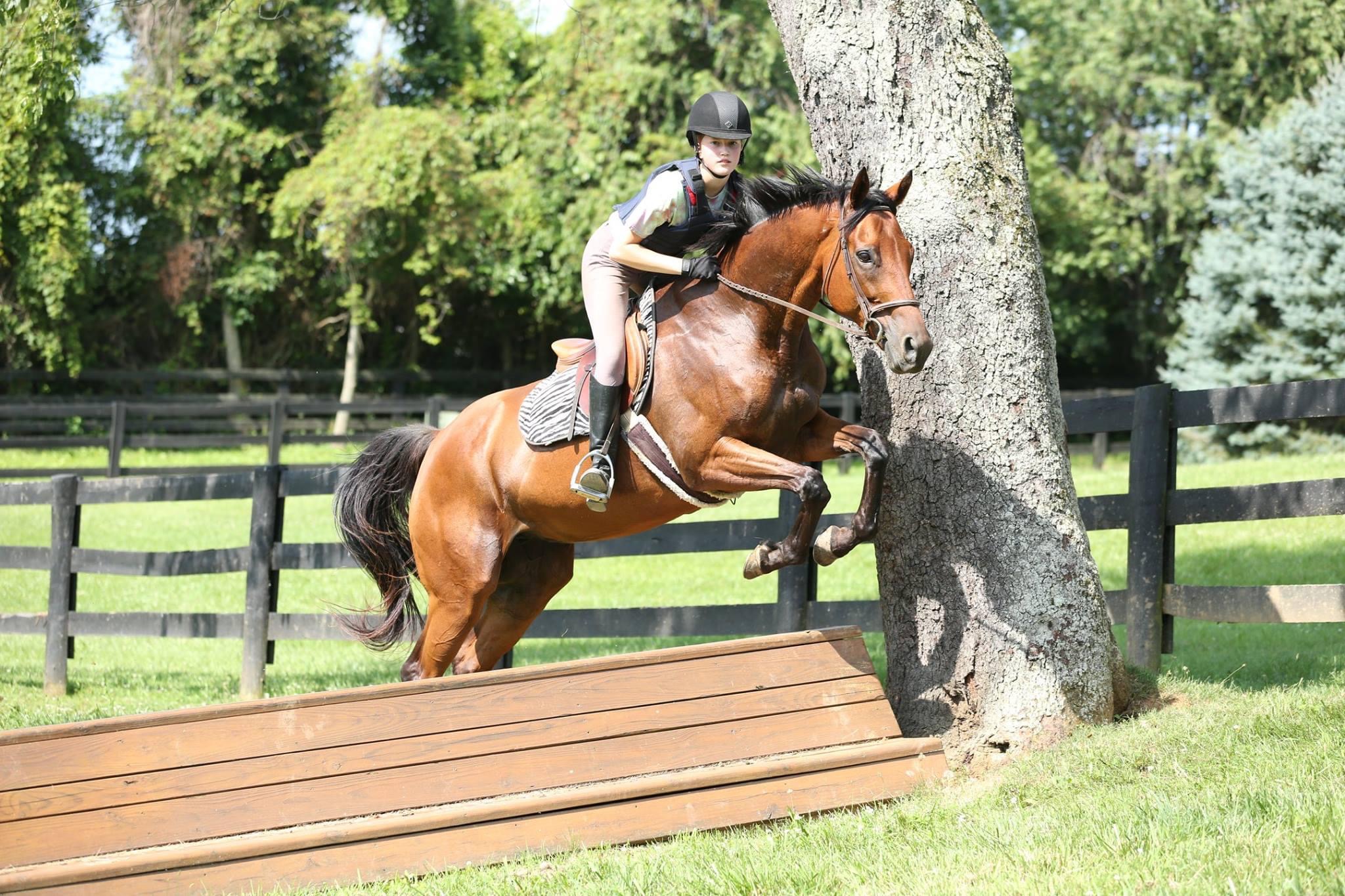 Our Horses